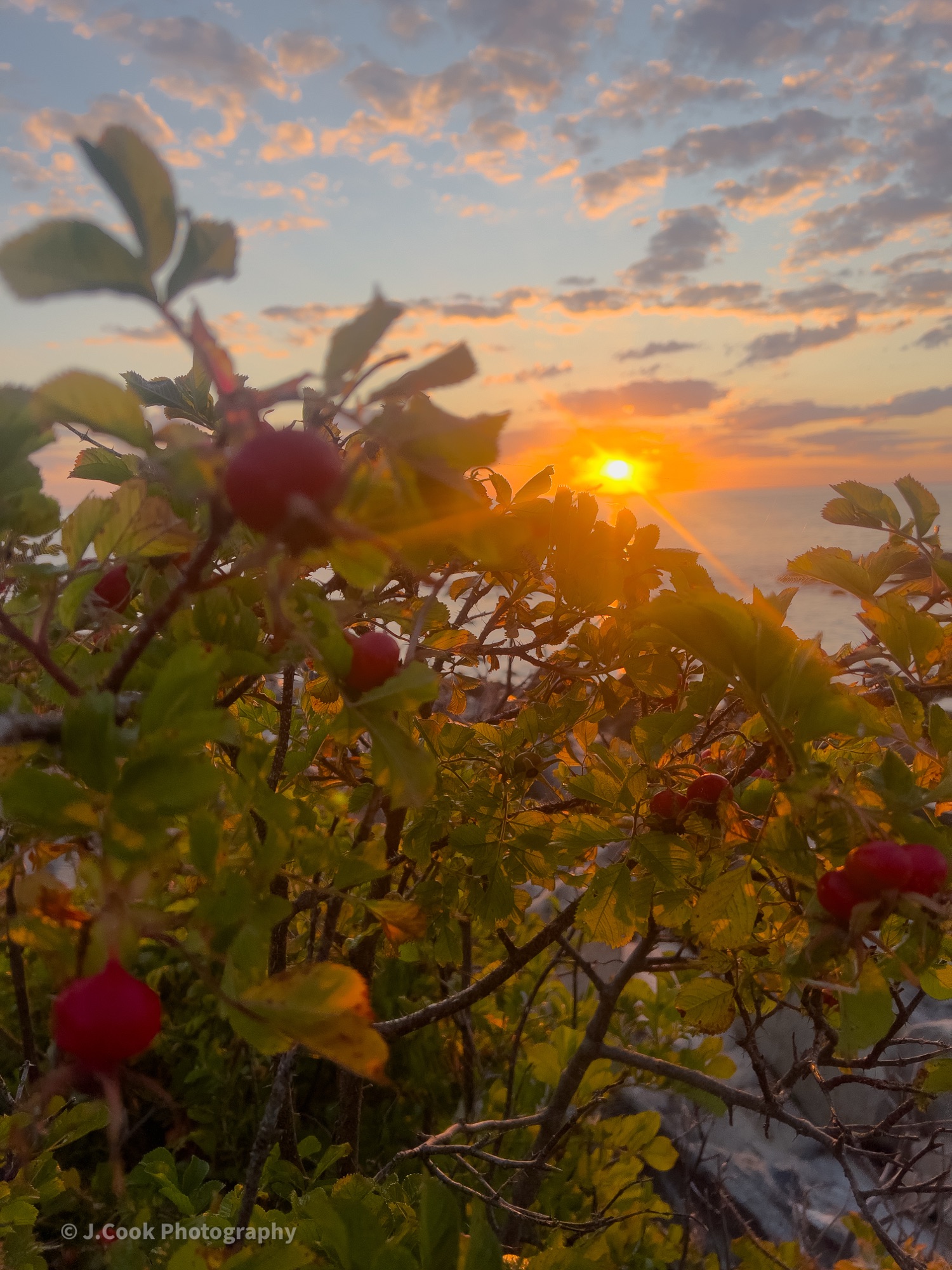 Sunrise with the Sea Roses. – J.Cook Photography